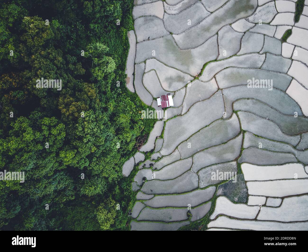 Aerial View Of Rice Paddy Stock Photo - Alamy