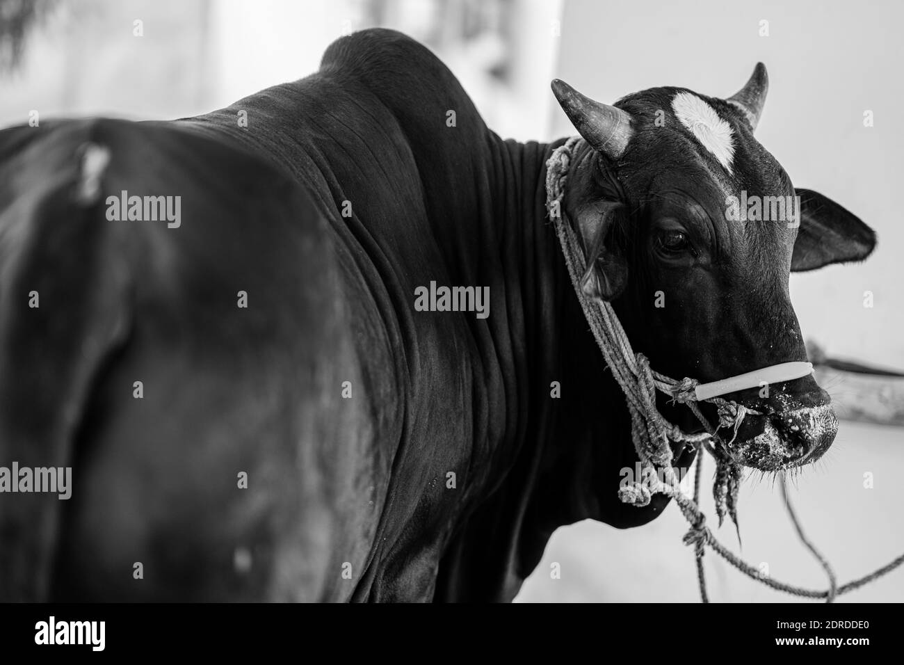 Eid ul adha bangladesh hi-res stock photography and images - Alamy