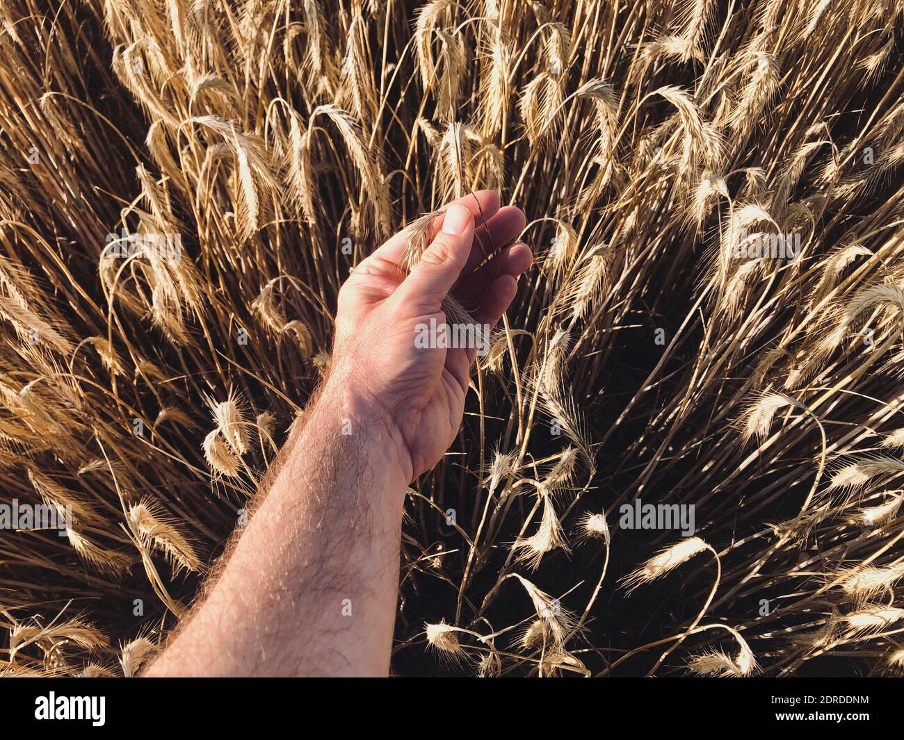 Brushing ears hi-res stock photography and images - Alamy
