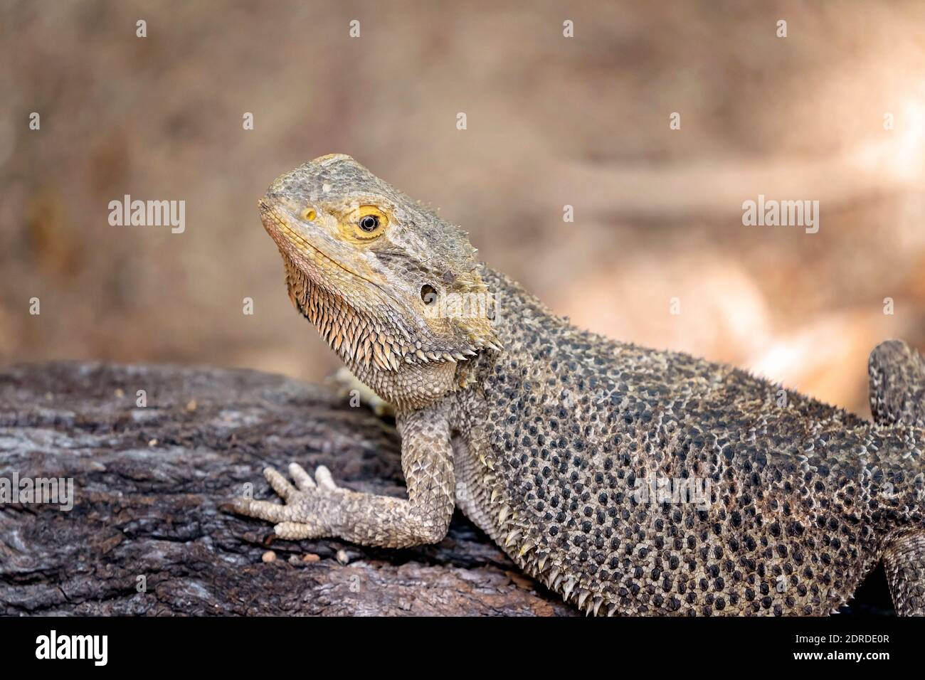 A bearded dragon sitting on a log against a blurred background Stock ...