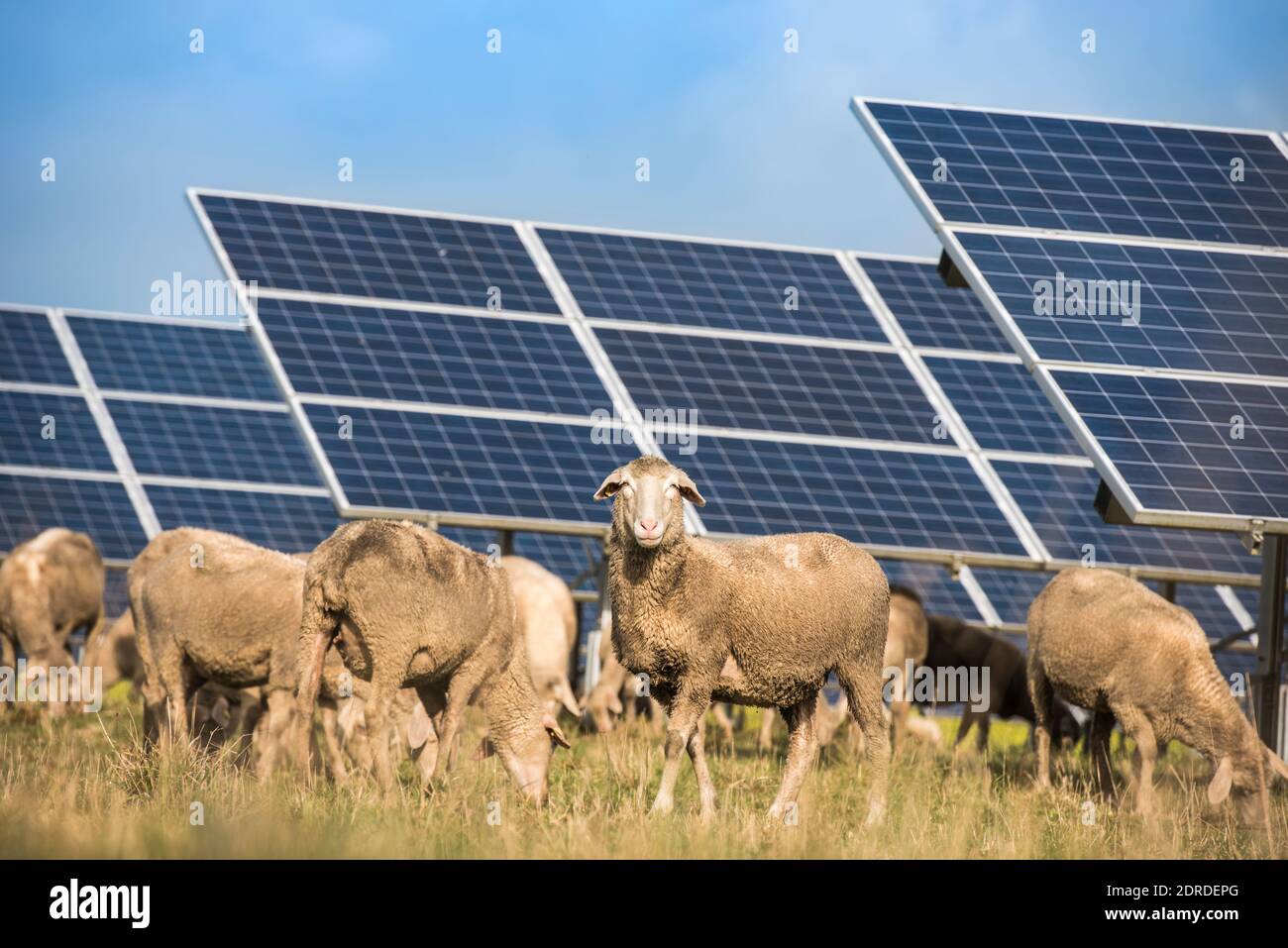 Sheep solar solar generation hi-res stock photography and images - Alamy