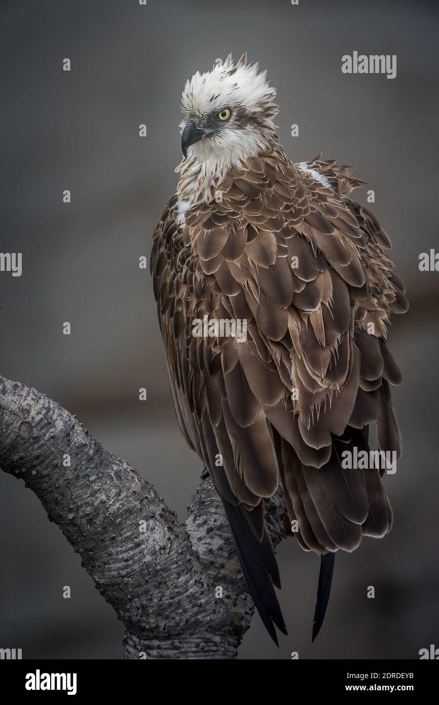 Eagle australia osprey hi-res stock photography and images - Alamy