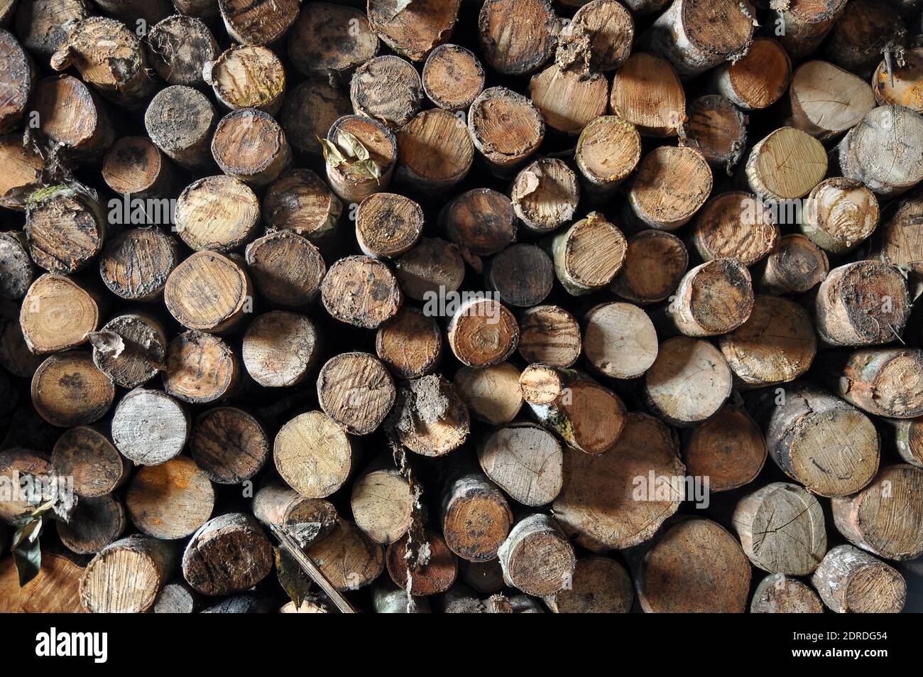 Mangrove logs hi-res stock photography and images - Alamy