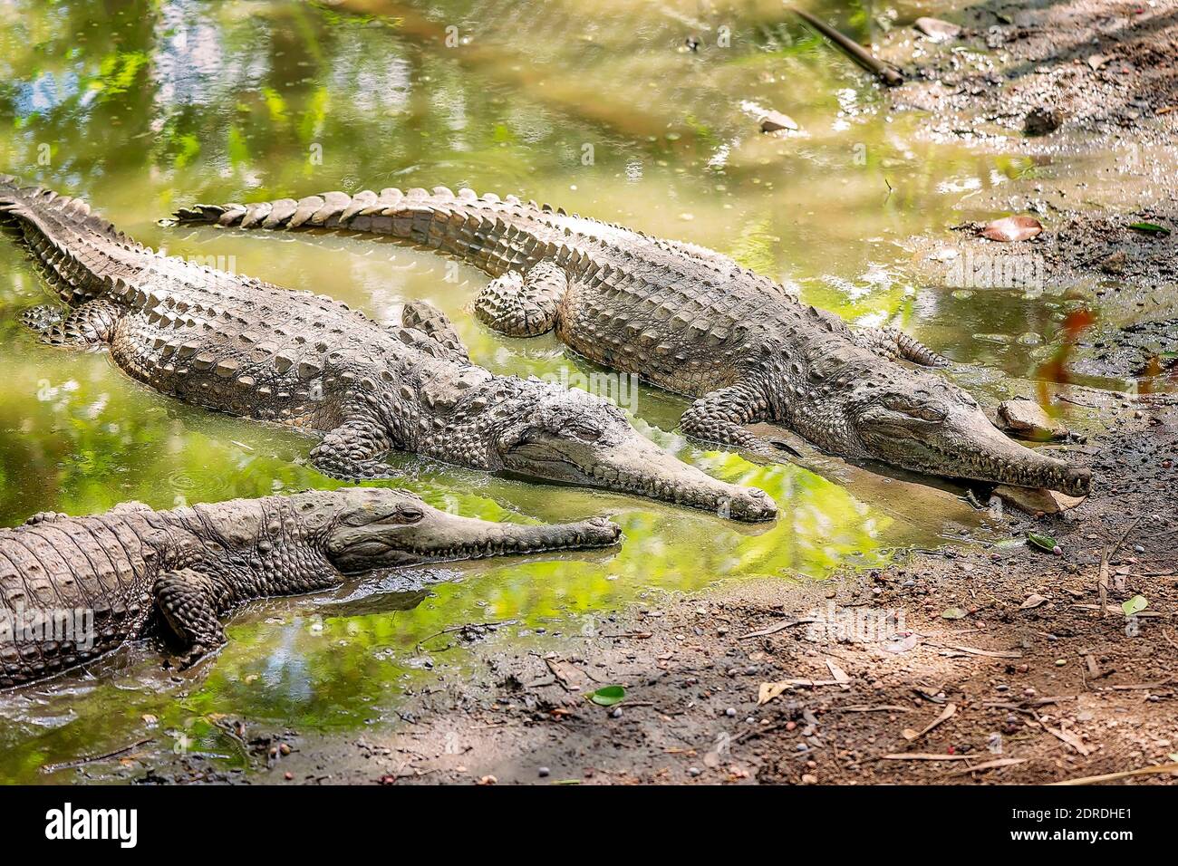 Freshwater crocodiles hi-res stock photography and images - Alamy