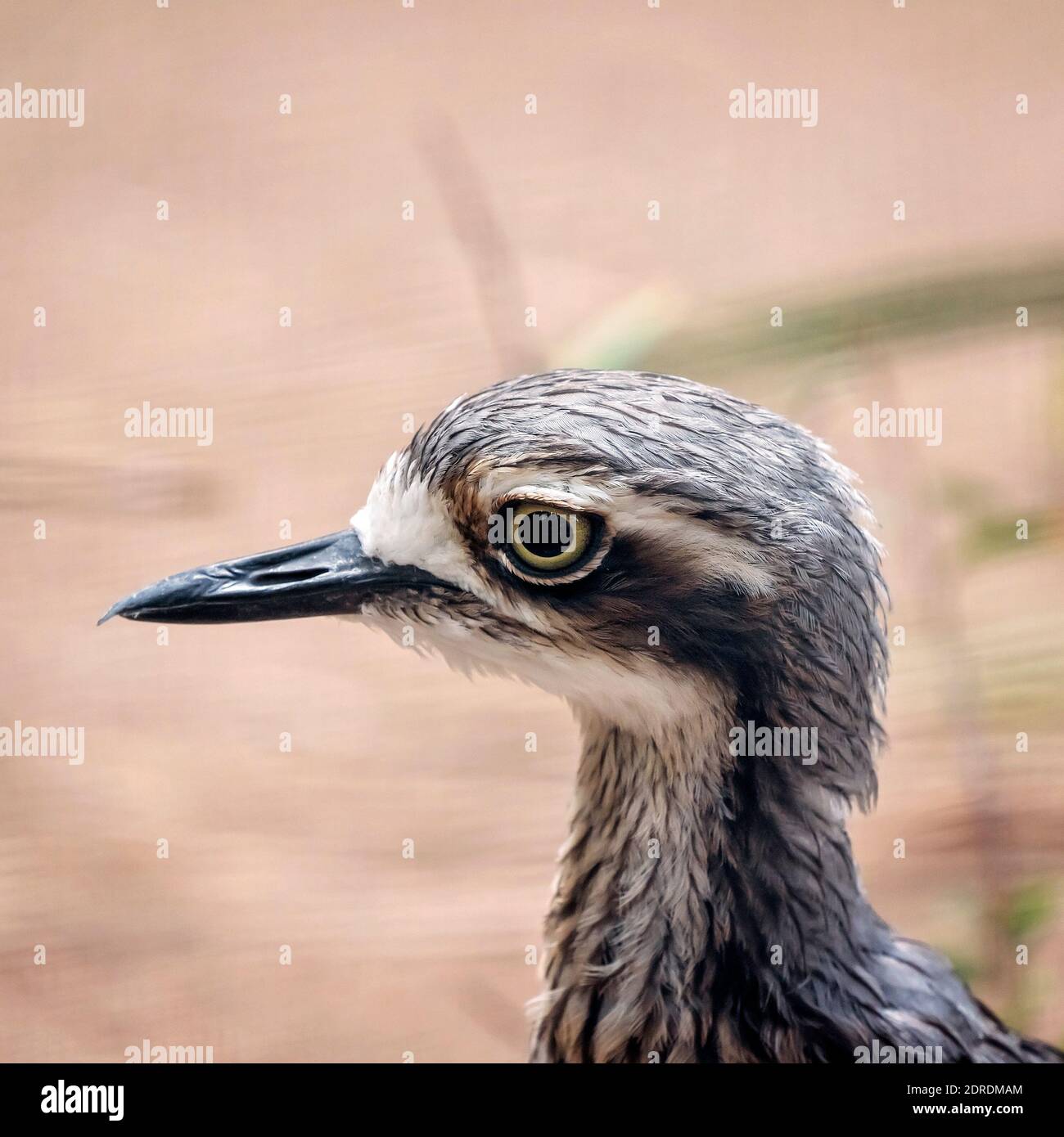 Australian bush fly hi-res stock photography and images - Alamy