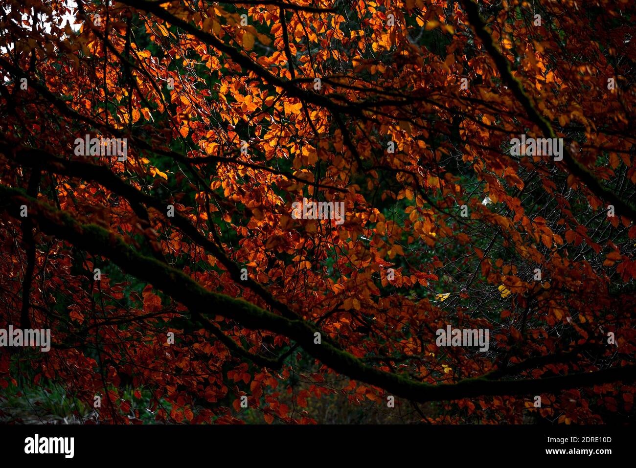 The coloration of autumn leaves in Irish forest Stock Photo - Alamy