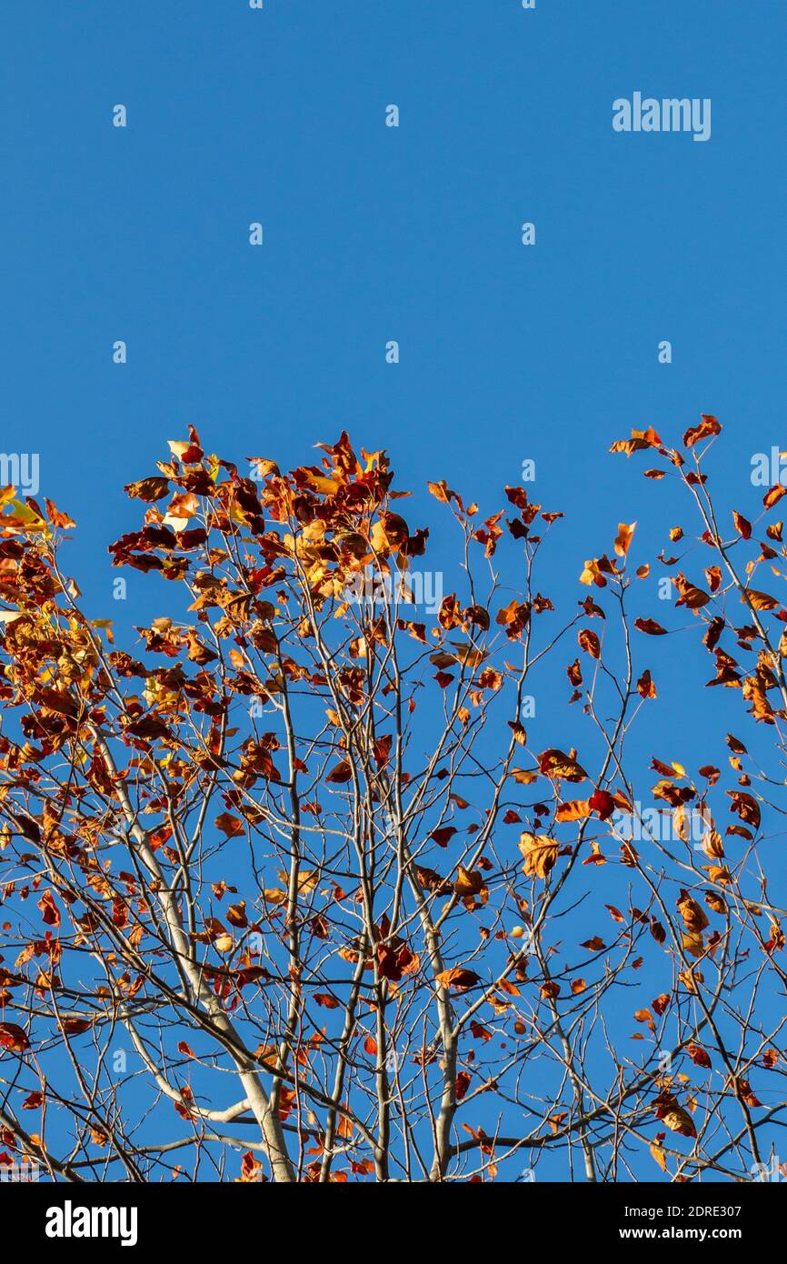 Autumn tree leaves texture background. leaf background texture Stock ...