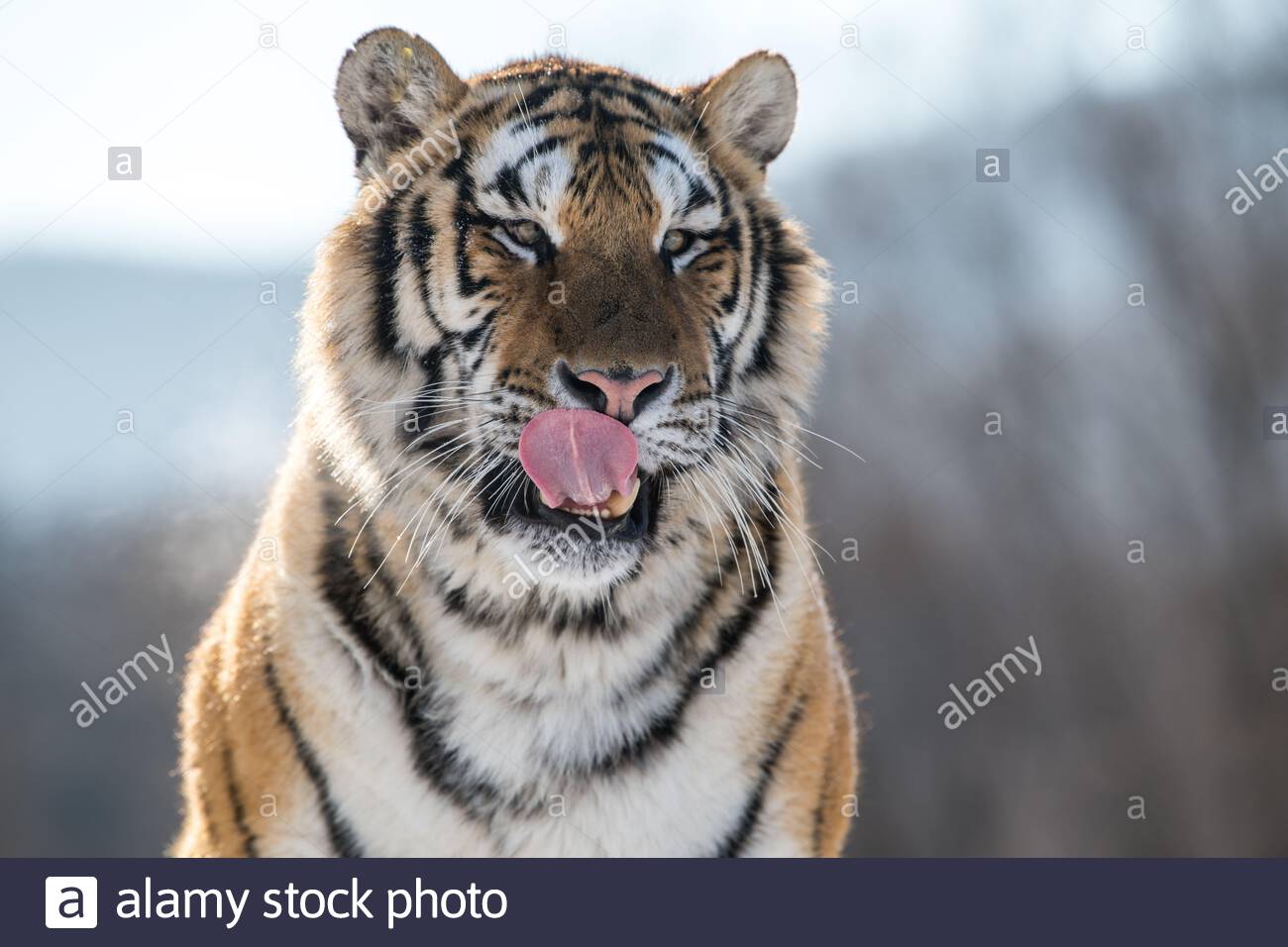 Tiger Nose High Resolution Stock Photography and Images - Alamy