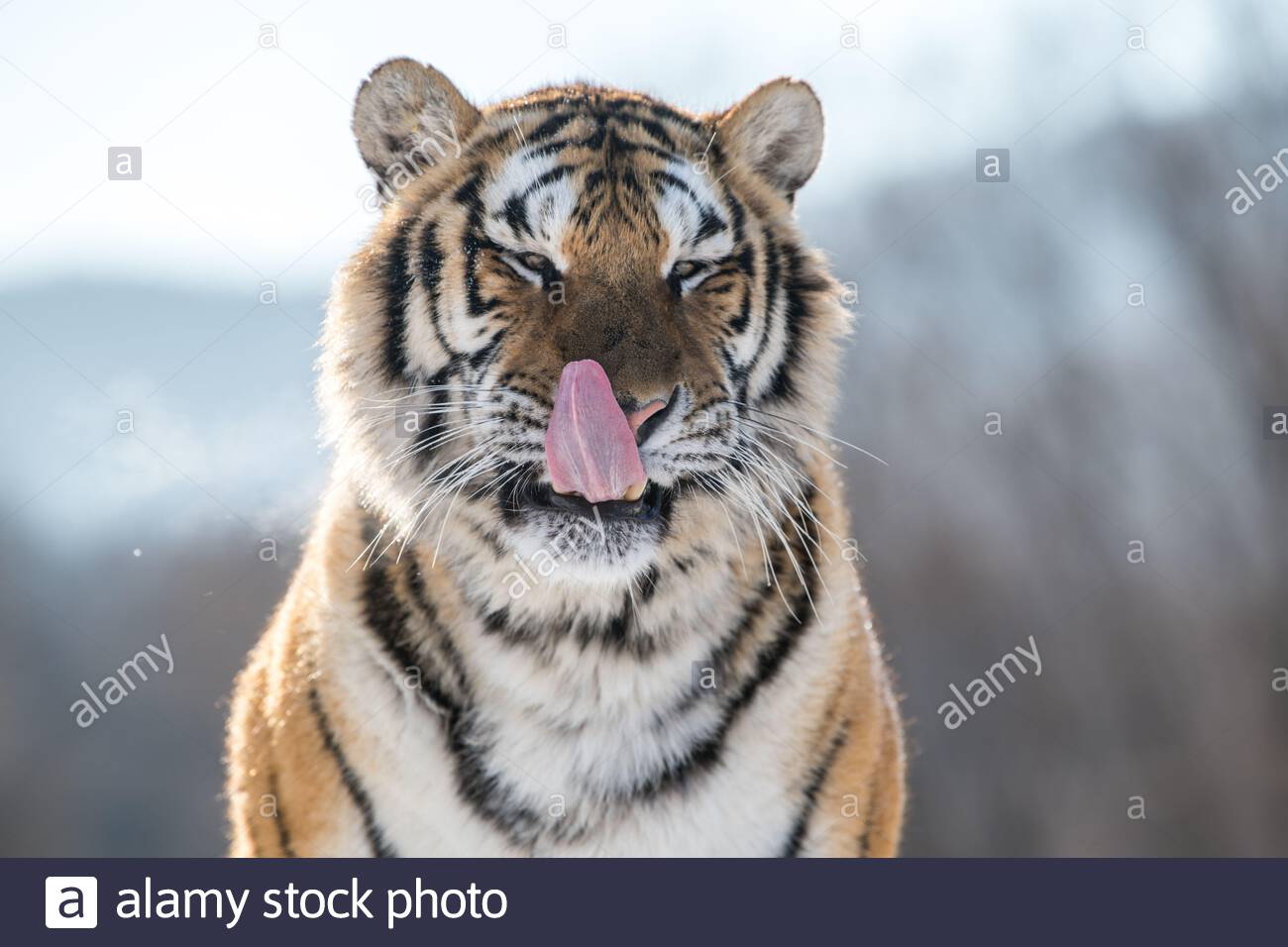 Tiger Nose High Resolution Stock Photography and Images - Alamy