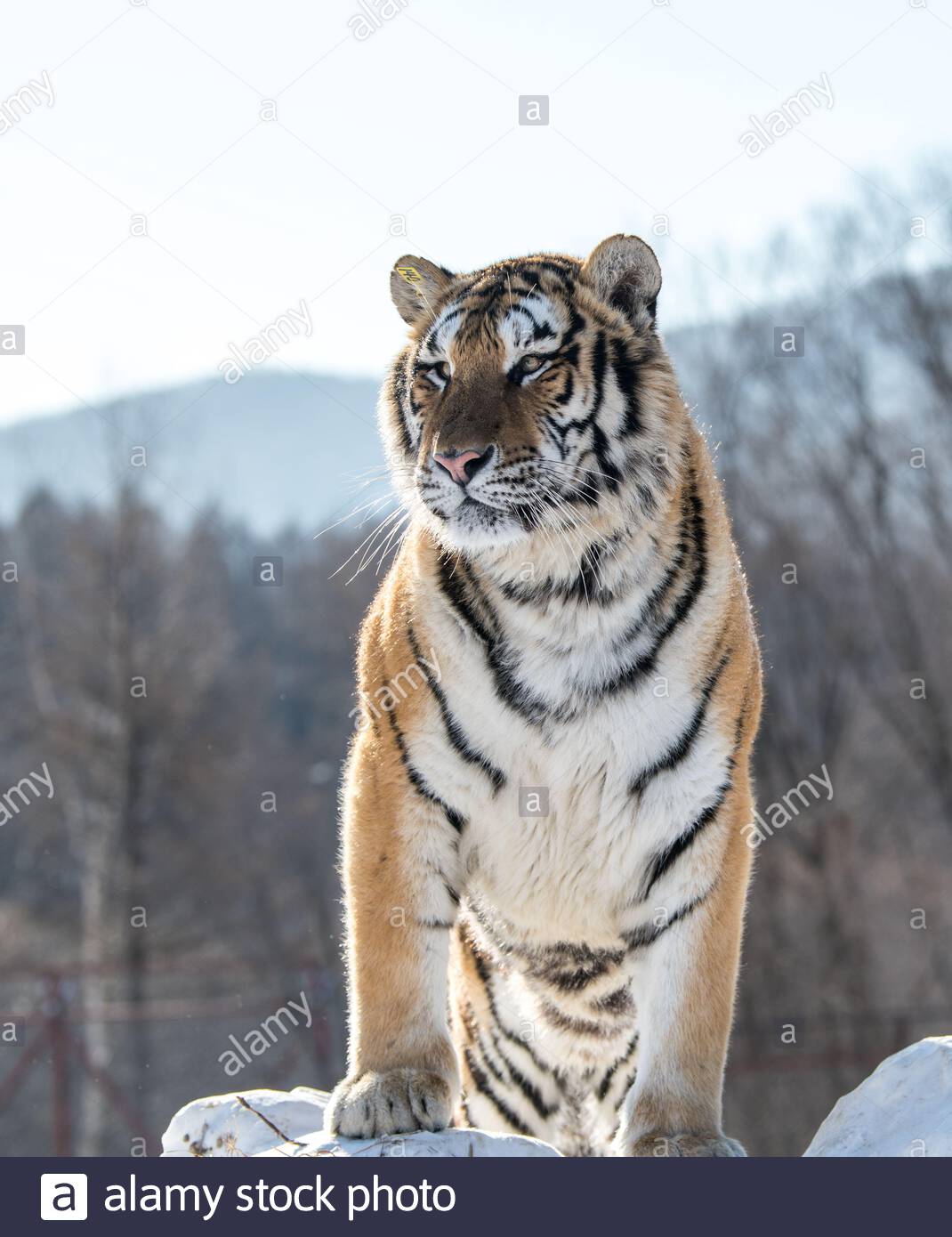Panthera Tigris Altaica Tongue High Resolution Stock Photography and ...