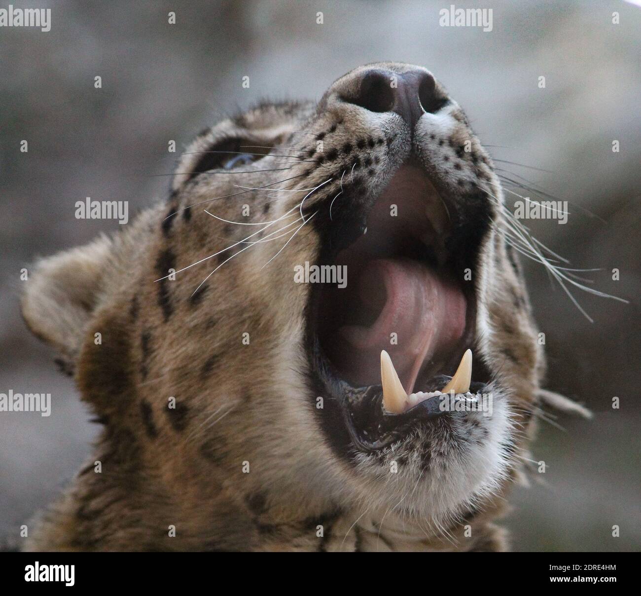 Portrait snow leopard mouth open hi-res stock photography and images ...
