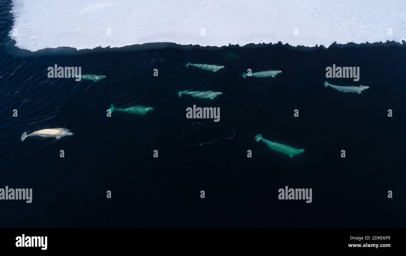Svalbard beluga hi-res stock photography and images - Alamy