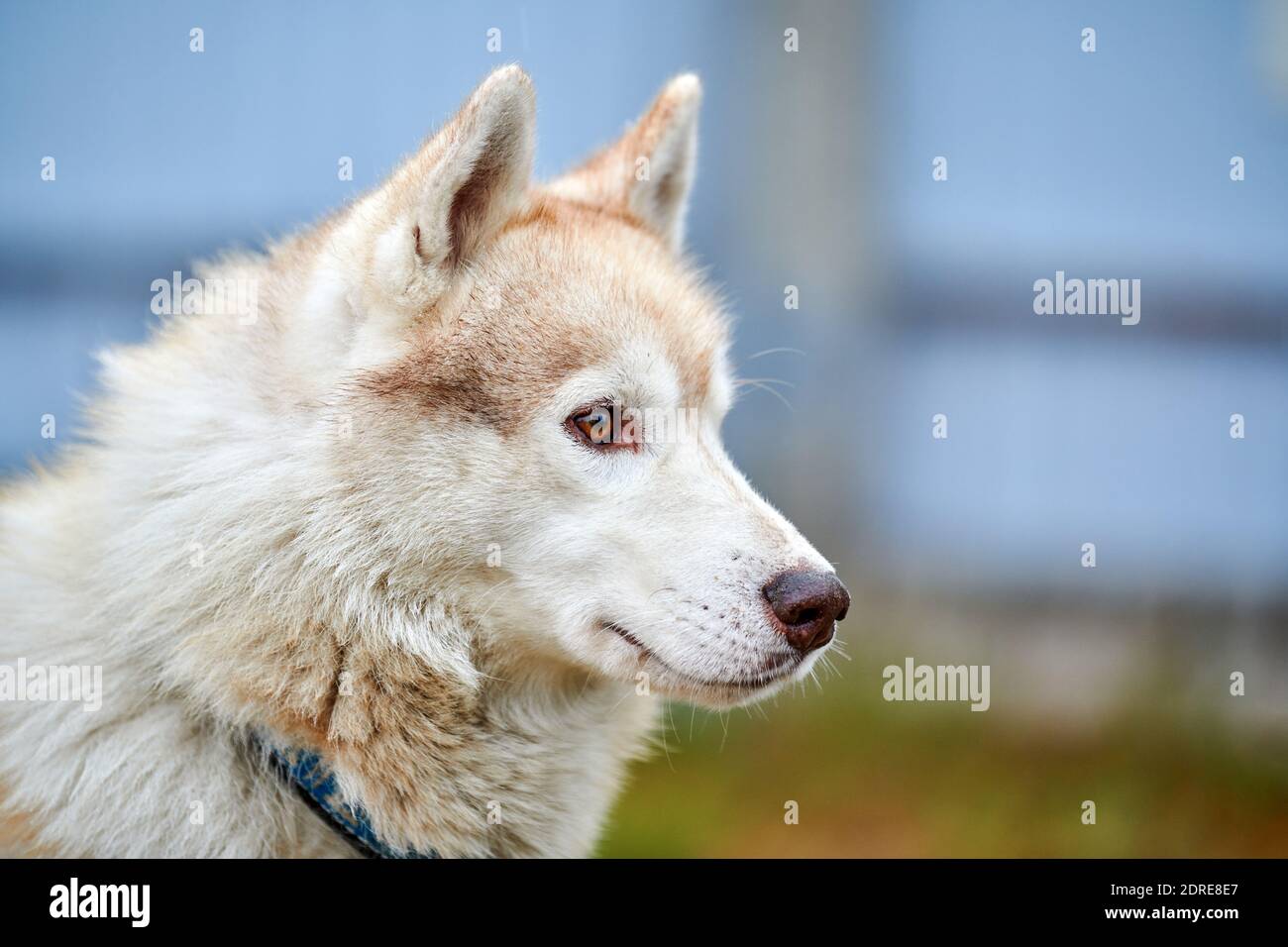 Siberian husky eye part hi-res stock photography and images - Alamy