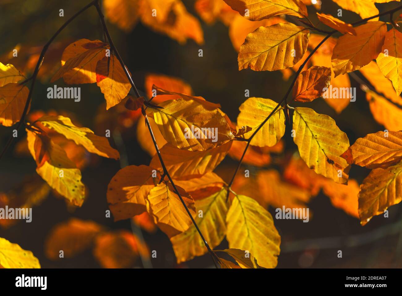 Vivid red orange coloration hi-res stock photography and images - Alamy