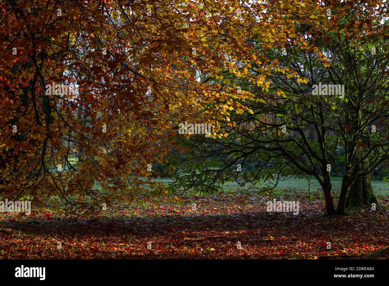 The coloration of autumn leaves in Irish forest Stock Photo - Alamy