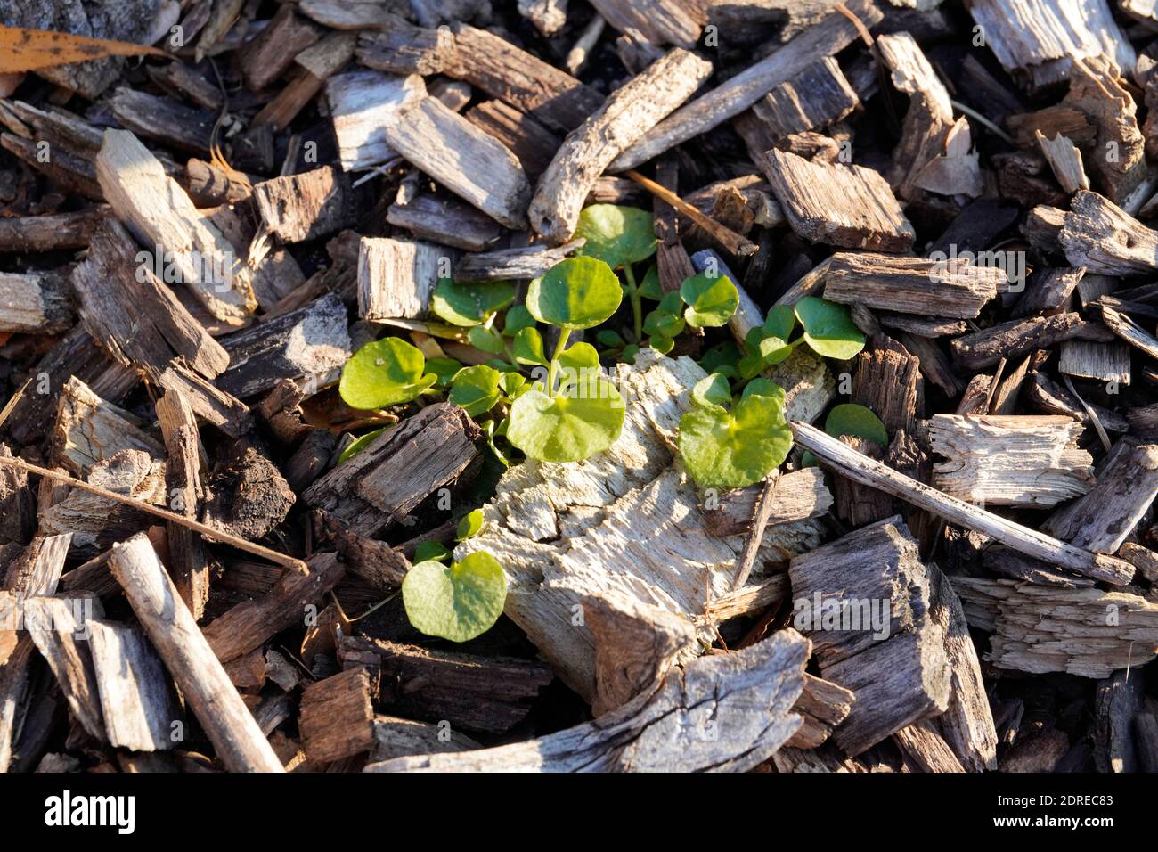 Weed texture on ground hi-res stock photography and images - Alamy
