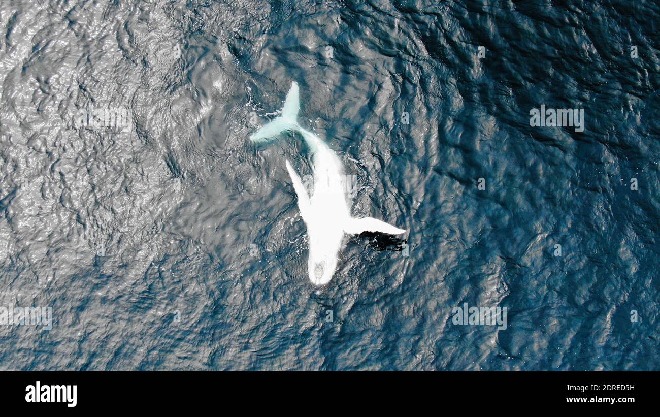 Aerial view of blue whale hi-res stock photography and images - Alamy