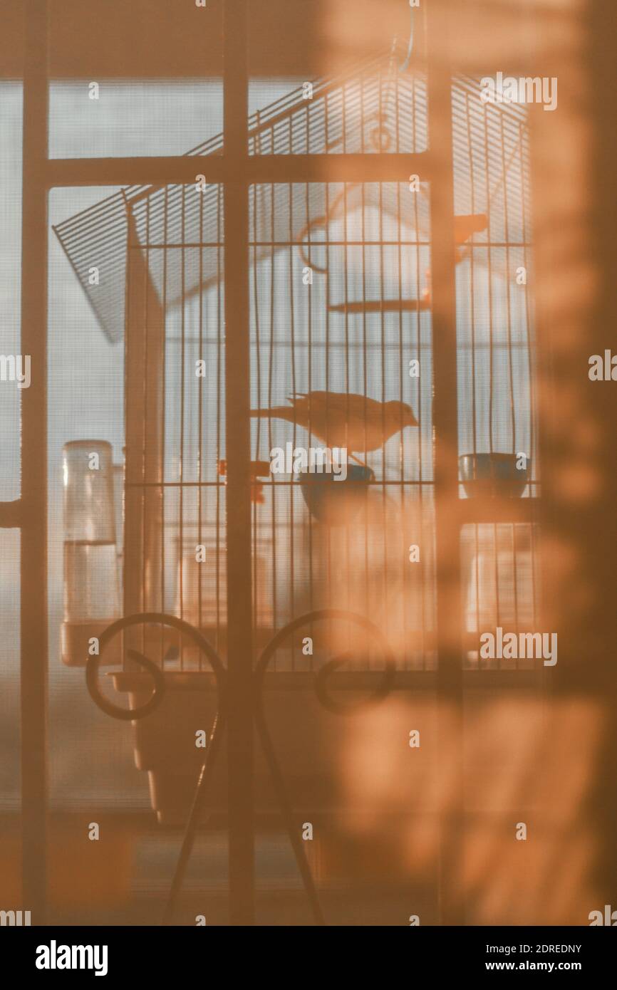 Transparent birdcage hi-res stock photography and images - Alamy