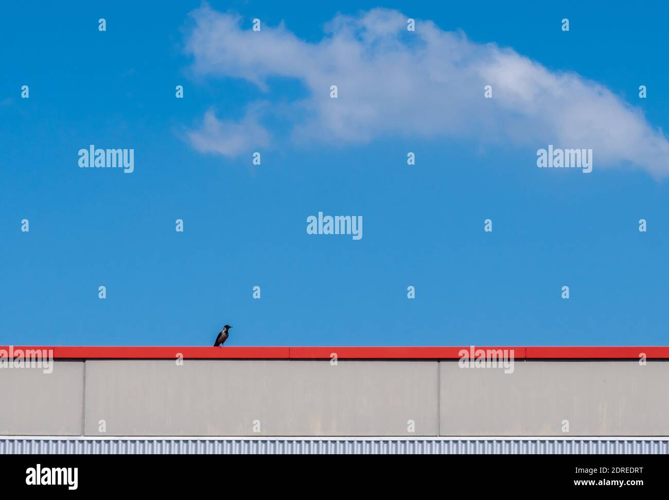 Raven rooftop hi-res stock photography and images - Alamy