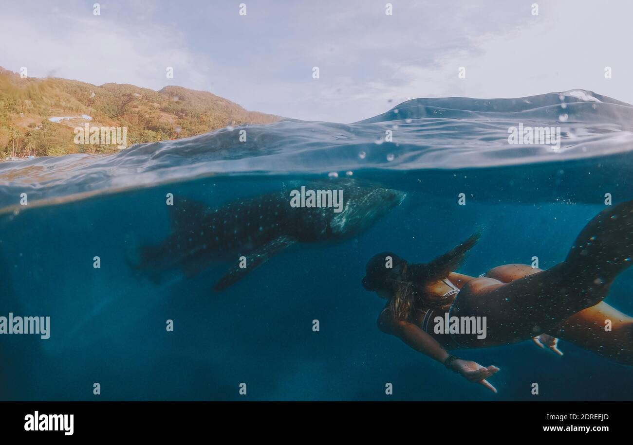 Young whale shark hi-res stock photography and images - Alamy