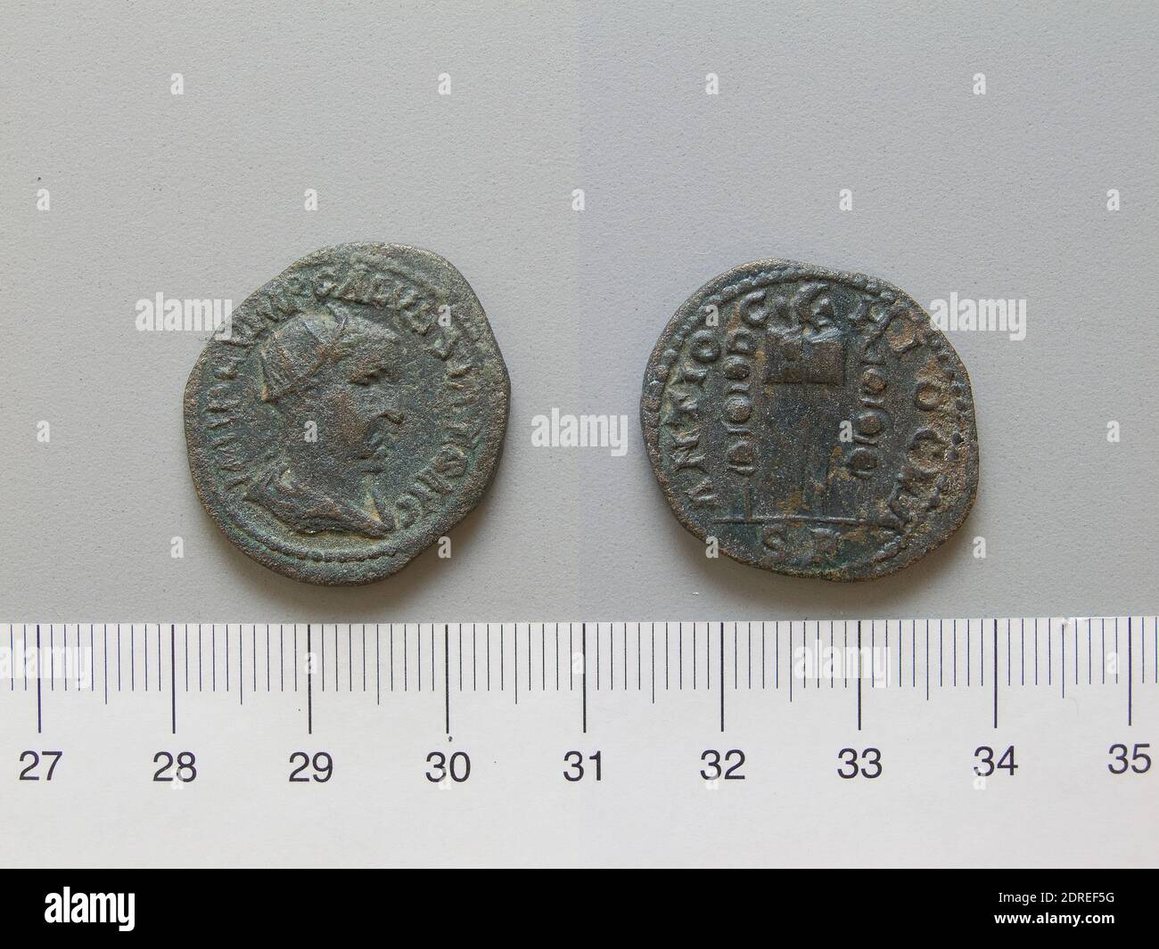 Gallus volusianus hi-res stock photography and images - Alamy