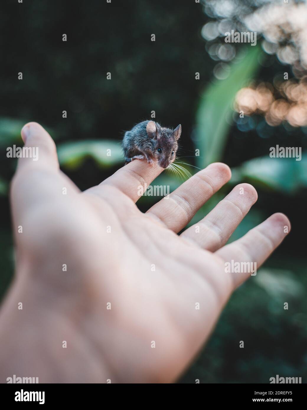 Human with mouse animal hi-res stock photography and images - Alamy