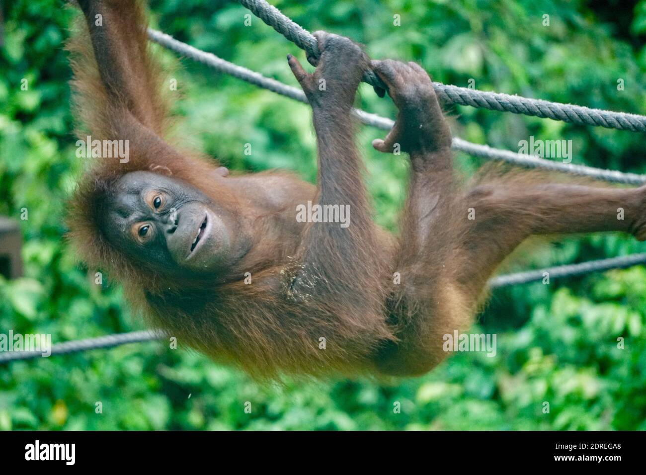 Monkey Hanging From Rope High Resolution Stock Photography and Images ...