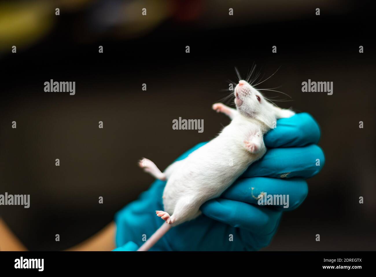 Human and its mouse pet hi-res stock photography and images - Alamy