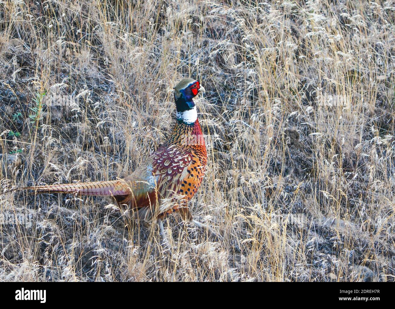 Ring necked pheasants hi-res stock photography and images - Alamy