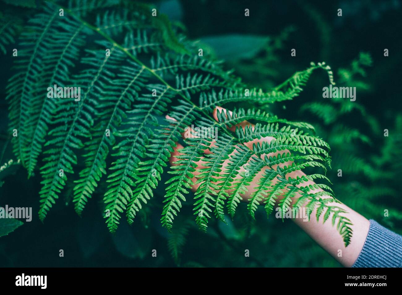 Hand touching fern hi-res stock photography and images - Alamy