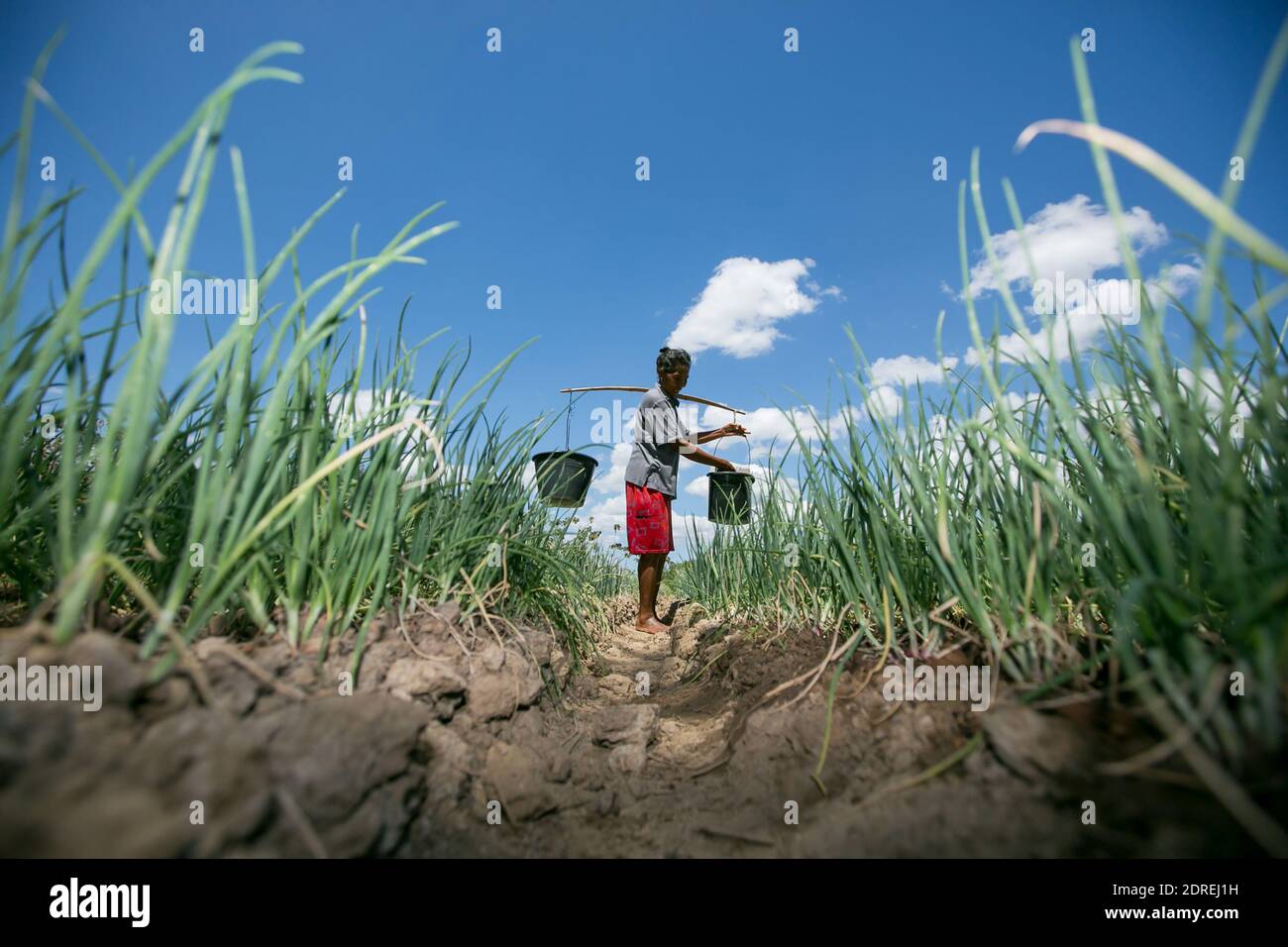 Man carrying bucket farm hi-res stock photography and images - Alamy