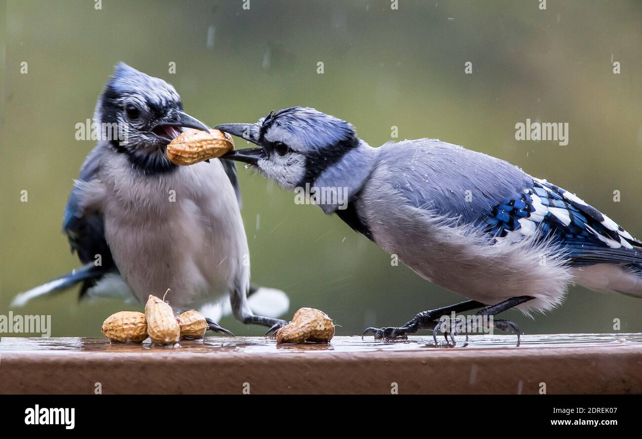 Animals fighting over food hi-res stock photography and images - Alamy