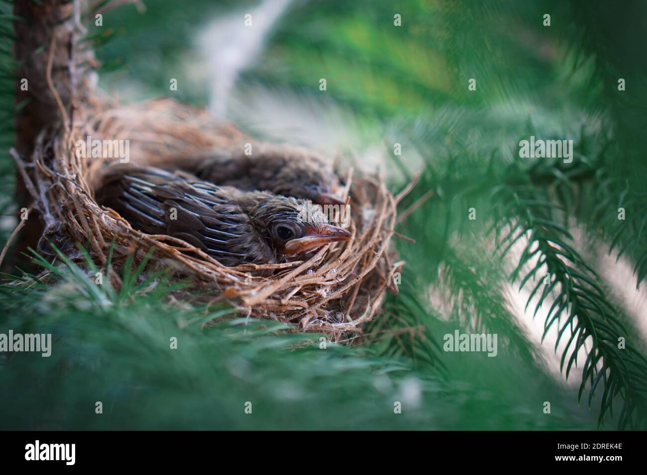 Close up sleeping birds hi-res stock photography and images - Alamy