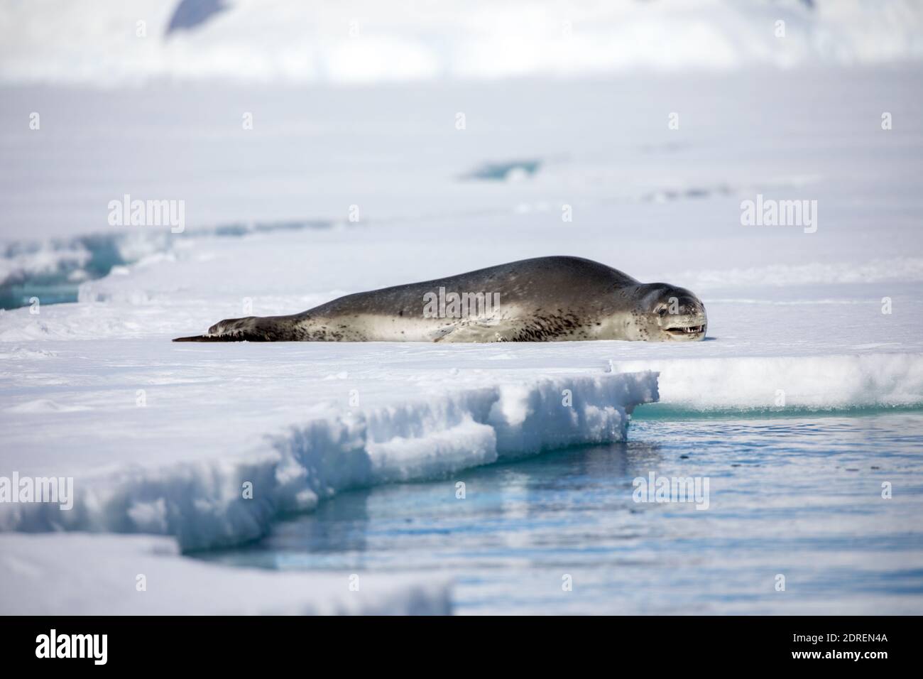 Seal underwater ice hi-res stock photography and images - Alamy