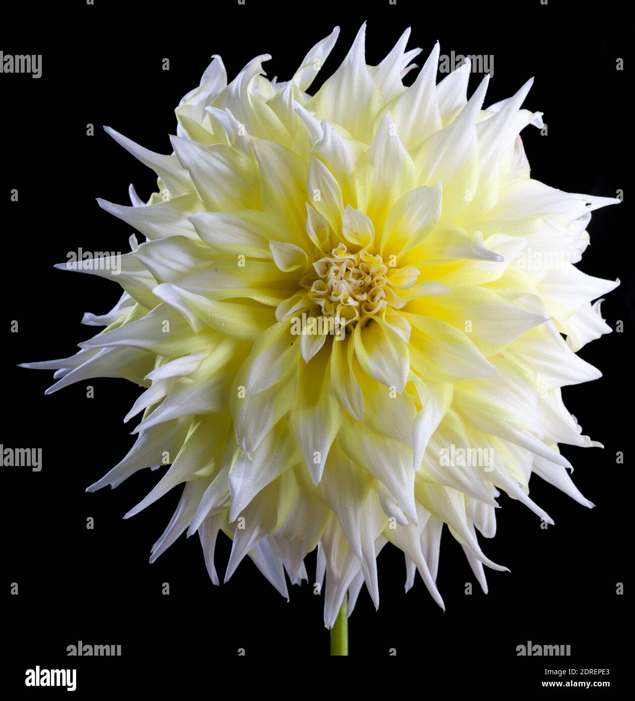 'Lemon Cane' Cactus dahlia, Dekorativdahlia (Dahlia x Hortensis Stock ...