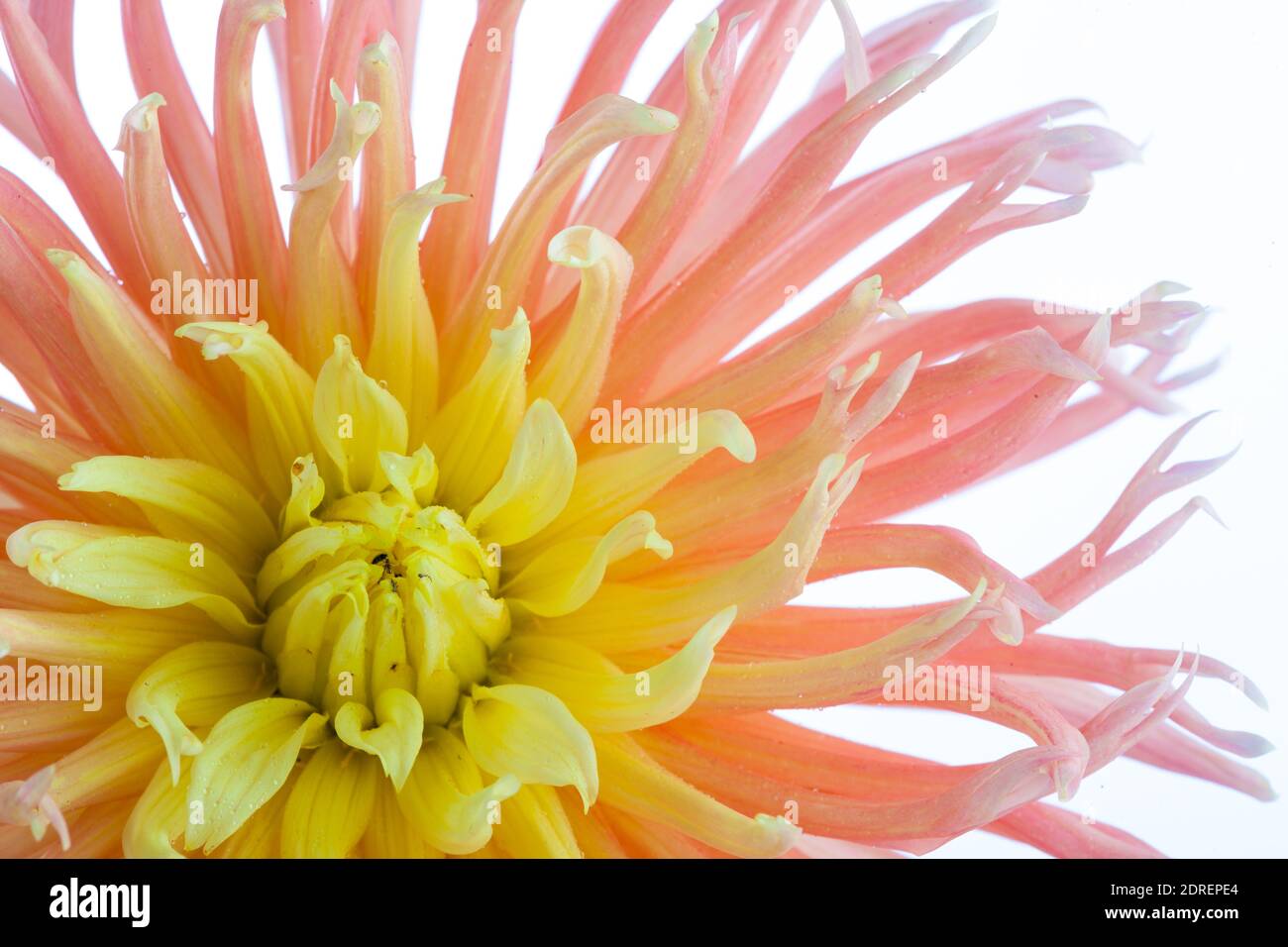 'Fringed Star' Cactus dahlia, Kaktusdahlia (Dahlia x Hortensis Stock ...