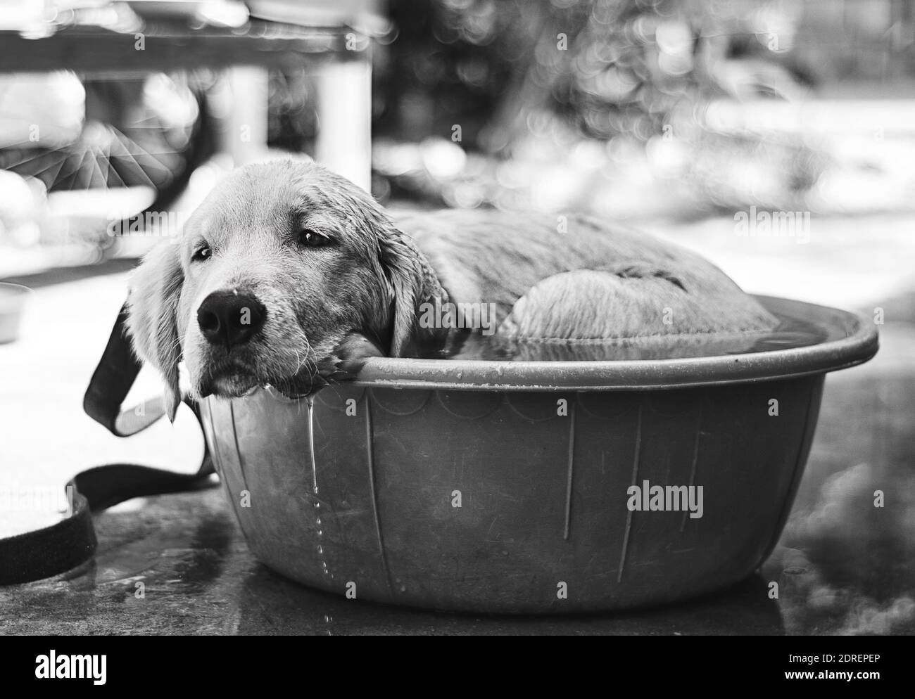 Dog in bucket hi-res stock photography and images - Alamy