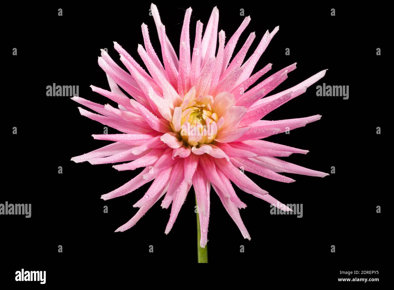 'Park Princess' Cactus dahlia, Kaktusdahlia (Dahlia x Hortensis Stock ...