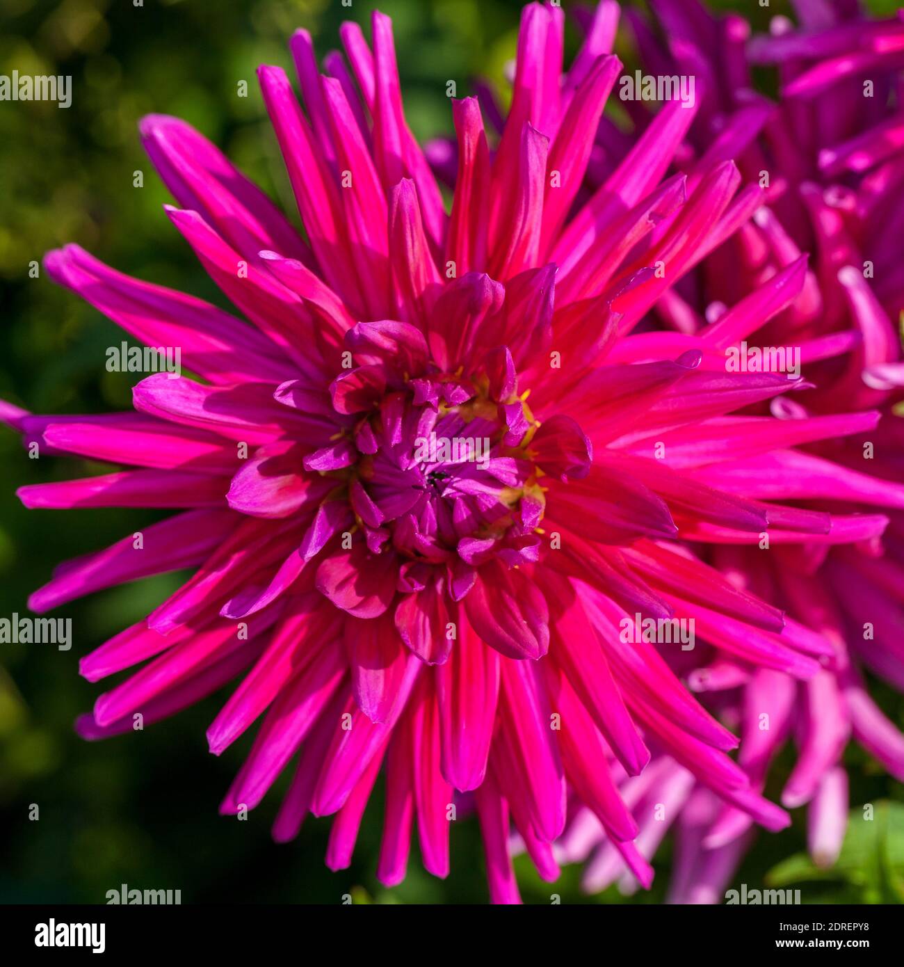 Dahlia stems hi-res stock photography and images - Alamy