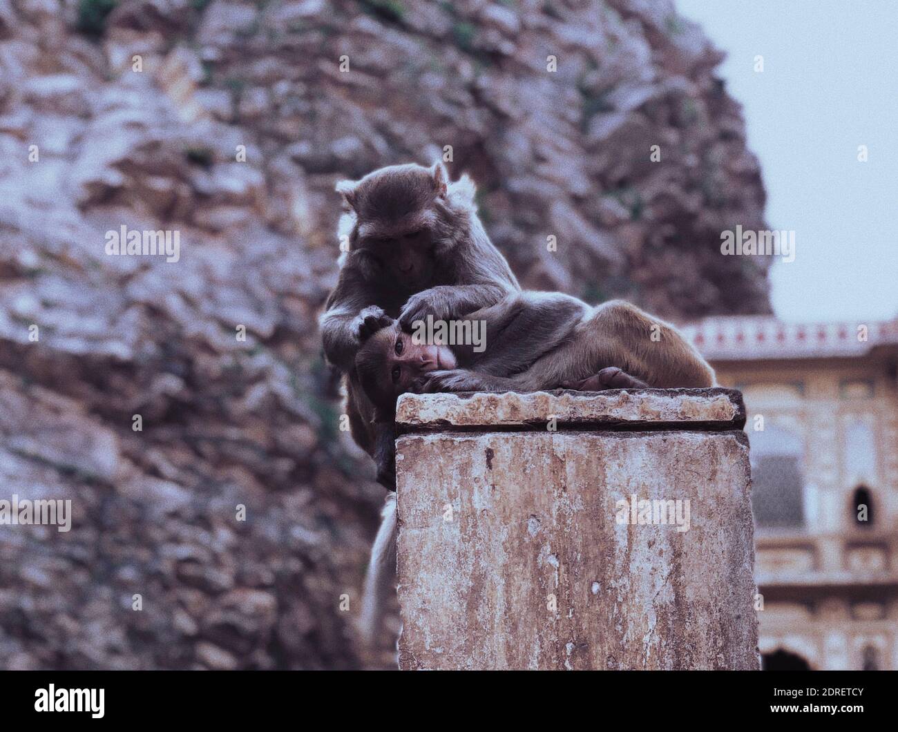 Column family hi-res stock photography and images - Alamy