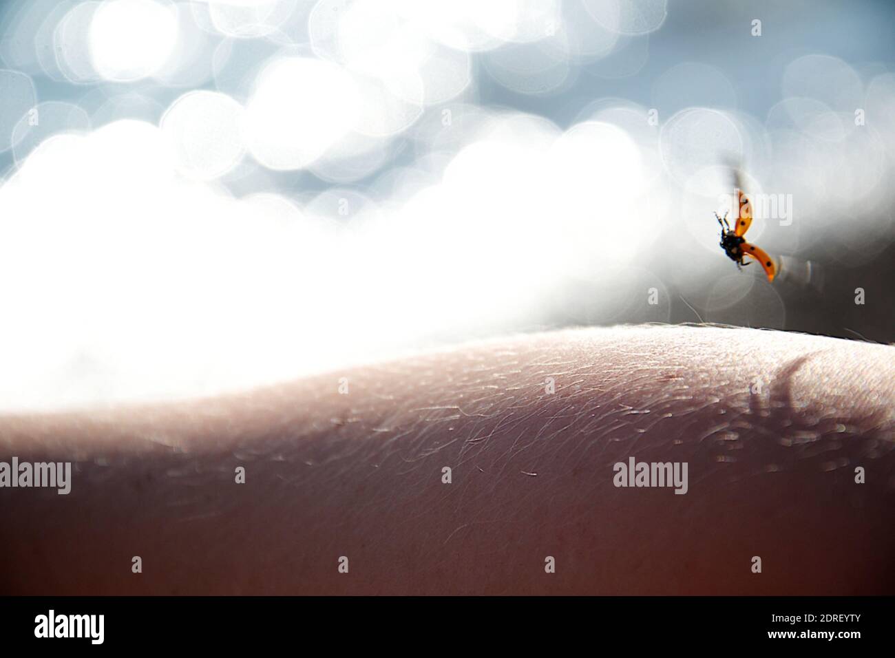 Flying ladybug close up hi-res stock photography and images - Alamy