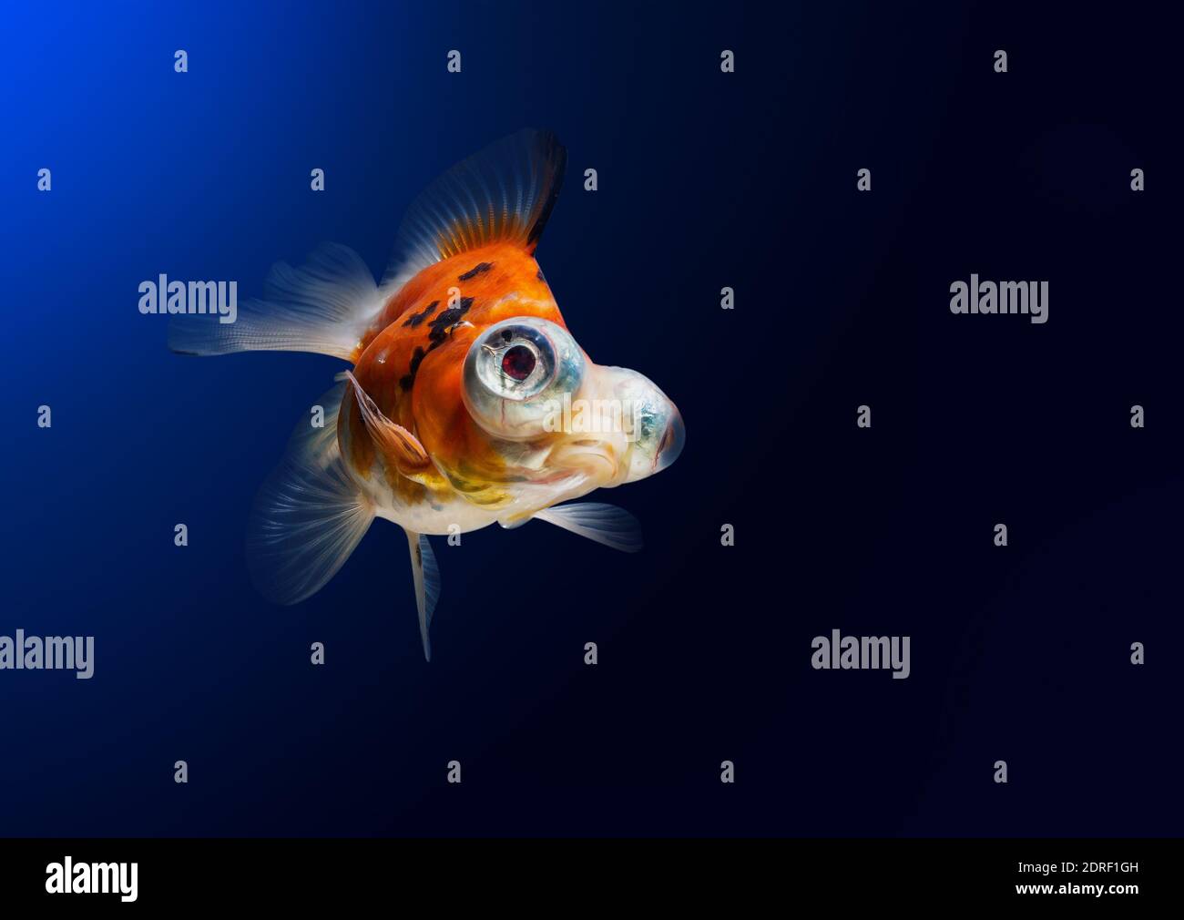 Telescope Goldfish High Resolution Stock Photography and Images - Alamy