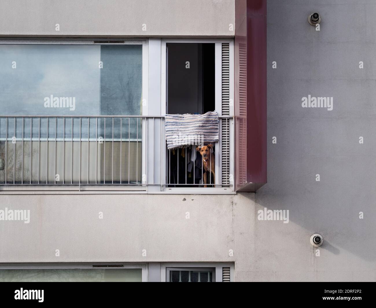 Dog balcony glass hi-res stock photography and images - Alamy
