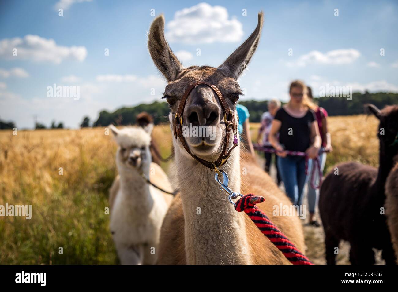 Llamas peru working hi-res stock photography and images - Alamy