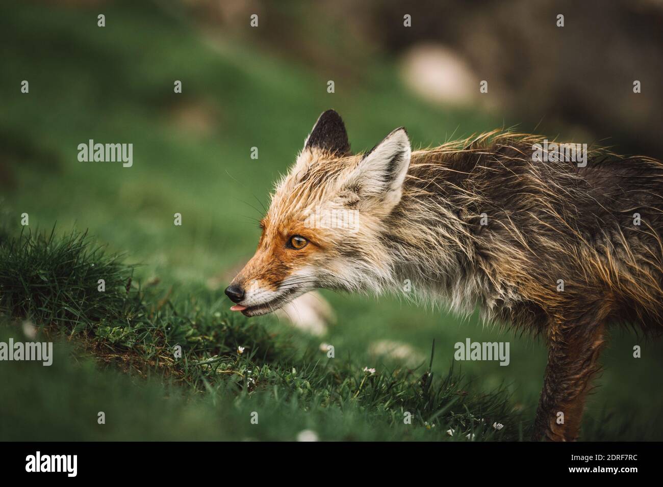 Profile of fox head hi-res stock photography and images - Alamy