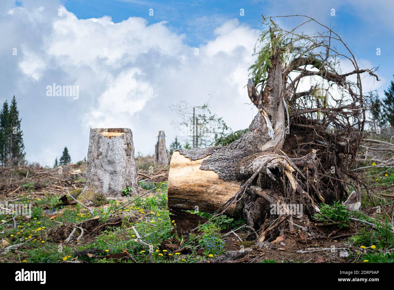 Damage caused by the VAIA storm in the Belluno Dolomites National Park ...
