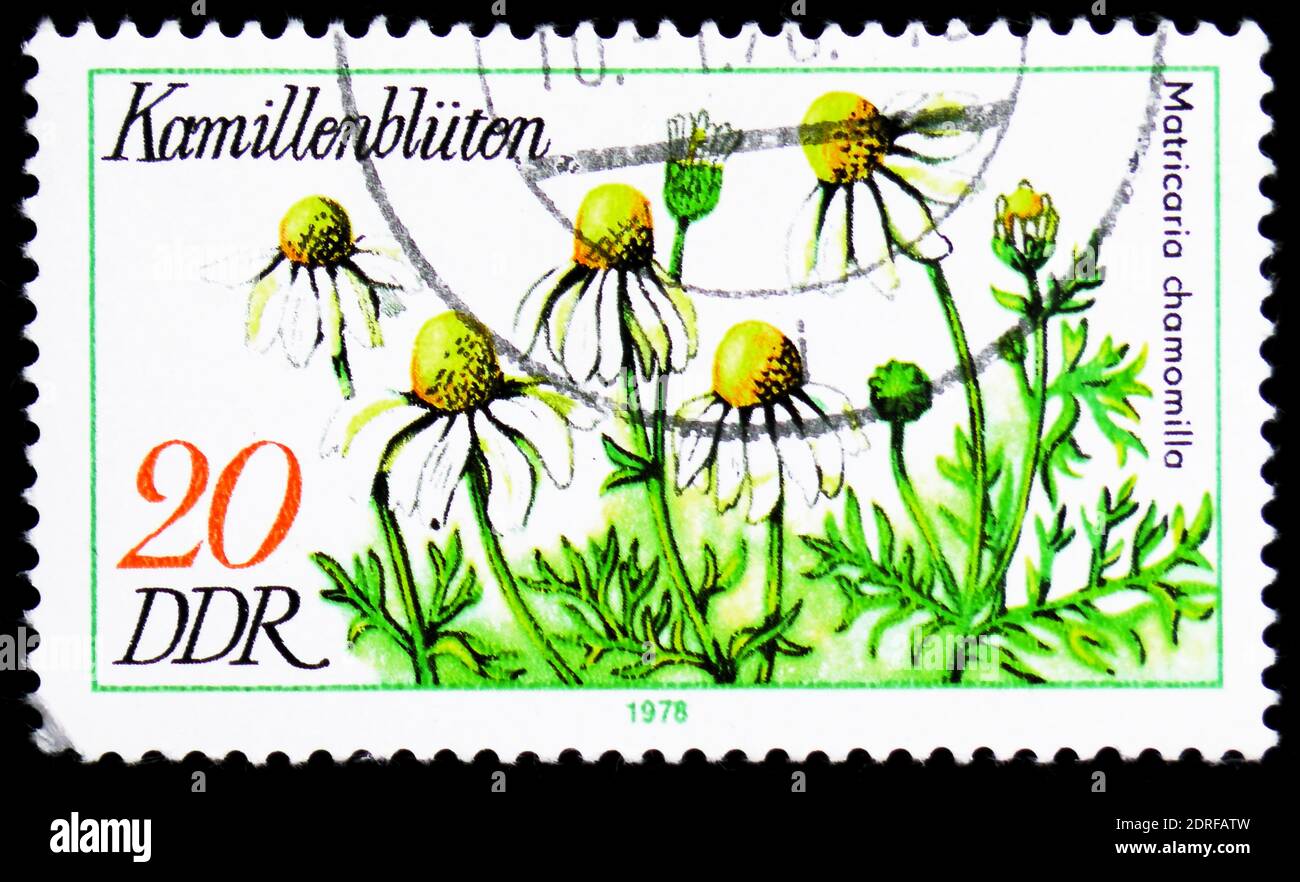 Chamomile is the national flower of russia hi-res stock photography and ...