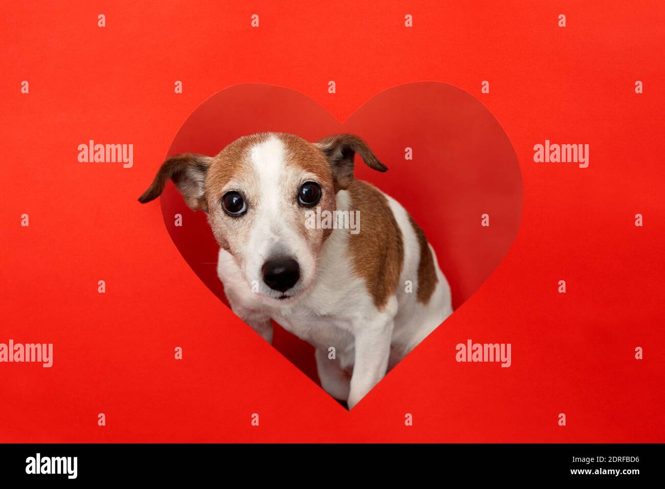 Dog jack russell terrier looking at the camera from a heart-shaped hole ...