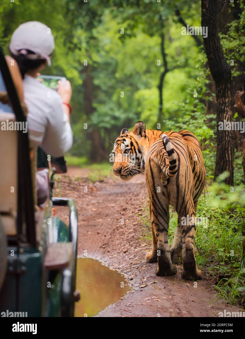 Cat tiger people vehicle hi-res stock photography and images - Alamy