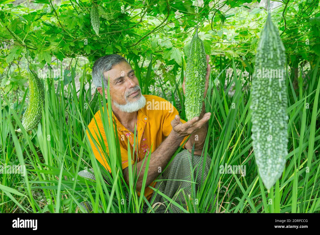 Bitter Gourd Farming Stock Photo - Alamy